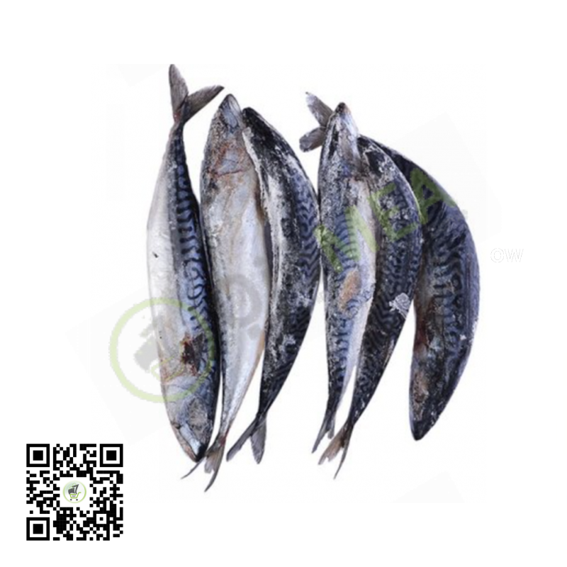 Frozen Nigerian Titus Fish (Mackerel) 1 Piece - Dubai Delivery OJAMEA.COM